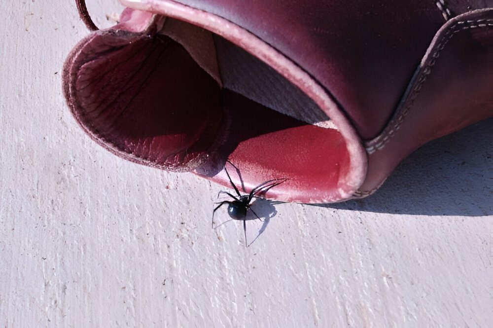 Poisonous Spiders in Brampton: Dangers, Prevention & Removal